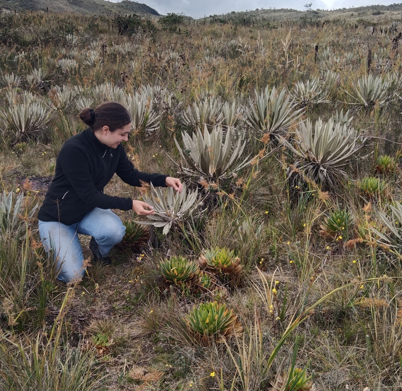 Visita el páramo – Explora Verde